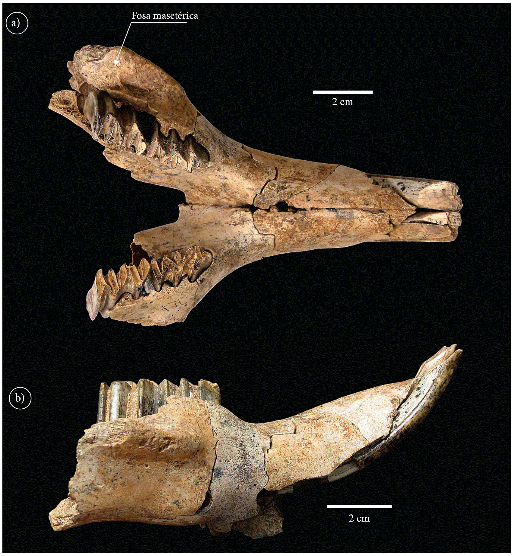 Roedores caviomorfos (Rodentia Hydrochoeridae) del Blancano temprano ...