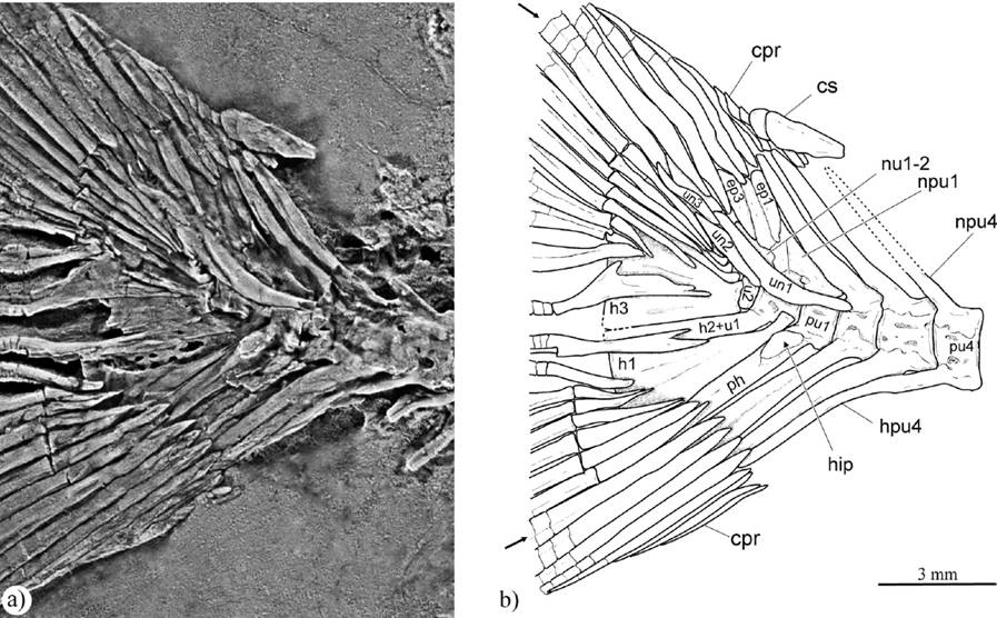 Paraclupea seilacheri sp. nov., a double armored herring (Clupeomorpha ...