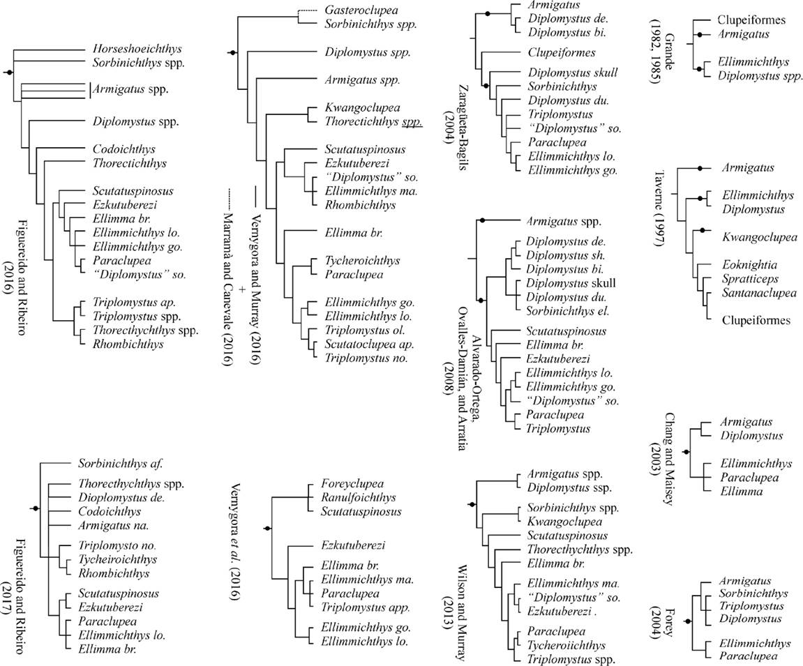 Paraclupea seilacheri sp. nov., a double armored herring (Clupeomorpha ...