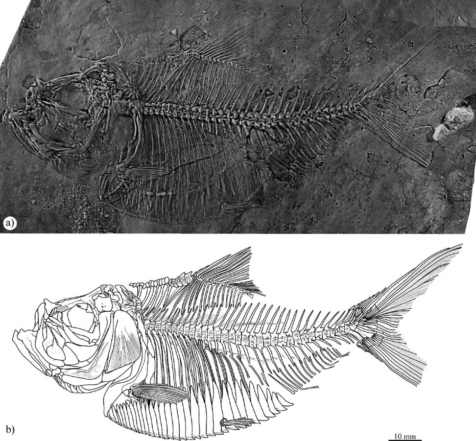 Paraclupea seilacheri sp. nov., a double armored herring (Clupeomorpha ...