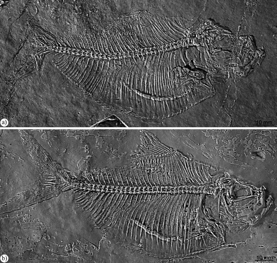 Paraclupea seilacheri sp. nov., a double armored herring (Clupeomorpha ...