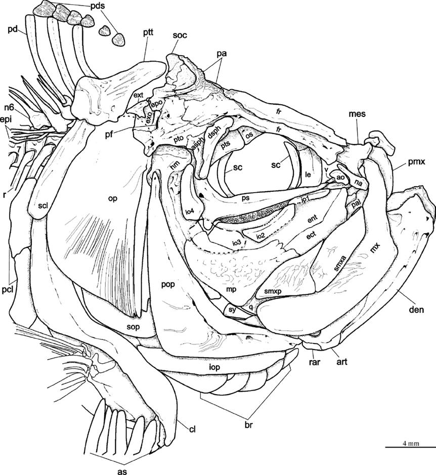 Paraclupea seilacheri sp. nov., a double armored herring (Clupeomorpha ...