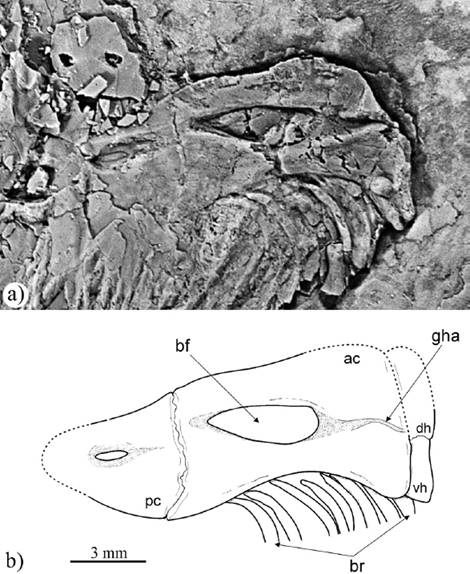 Paraclupea seilacheri sp. nov., a double armored herring (Clupeomorpha ...