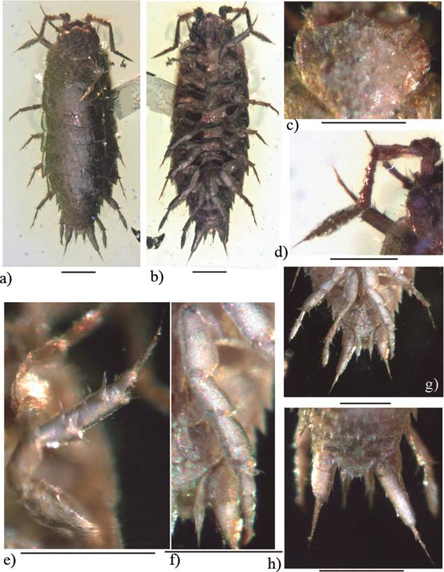 Diversity of the Crinocheta (Crustacea, Isopoda, Oniscidea) from Early ...