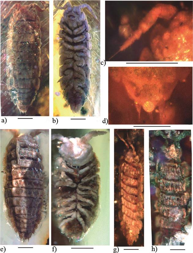 Diversity of the Crinocheta (Crustacea, Isopoda, Oniscidea) from Early ...
