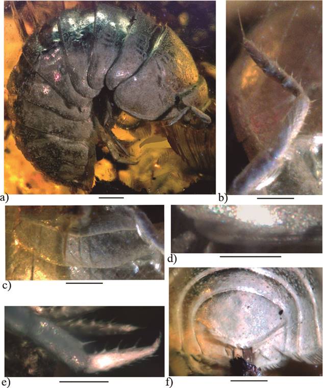 Diversity of the Crinocheta (Crustacea, Isopoda, Oniscidea) from Early ...