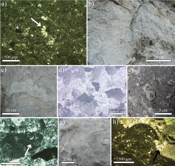 Revisiting the Cupidito unit (Cupido Formation) along peritidal ...