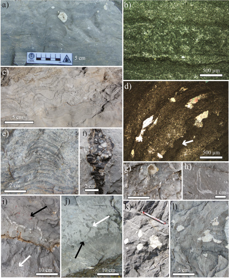 Revisiting the Cupidito unit (Cupido Formation) along peritidal ...