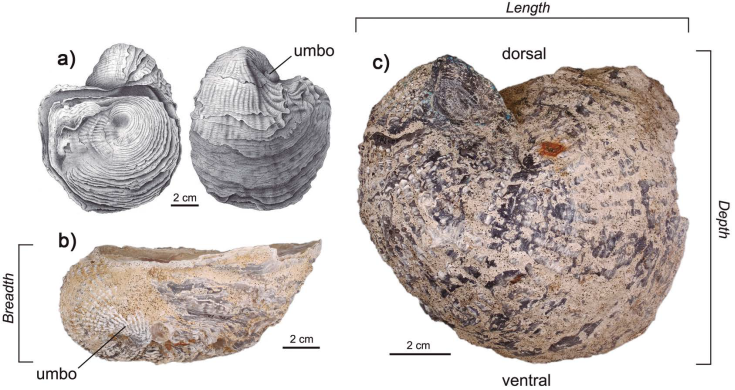 Cretaceous cultch: substrate availability for the oyster Exogyra in the ...