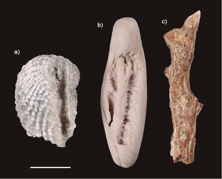 Cretaceous cultch: substrate availability for the oyster Exogyra in the ...