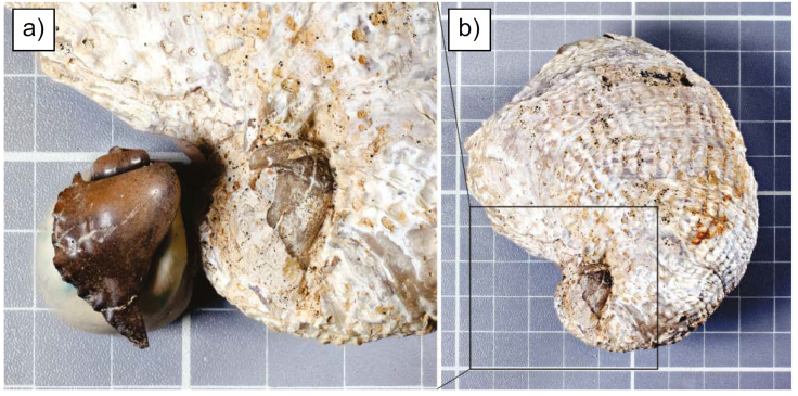 Cretaceous cultch: substrate availability for the oyster Exogyra in the ...