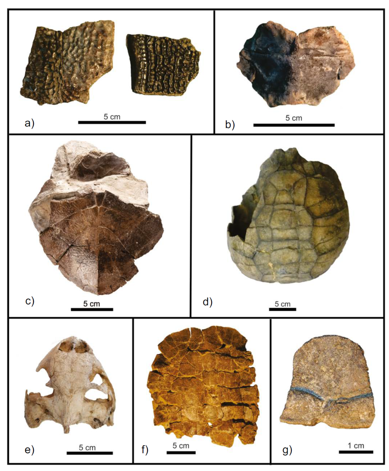The fossil record of turtles and tortoises (Testudines) of Mexico ...