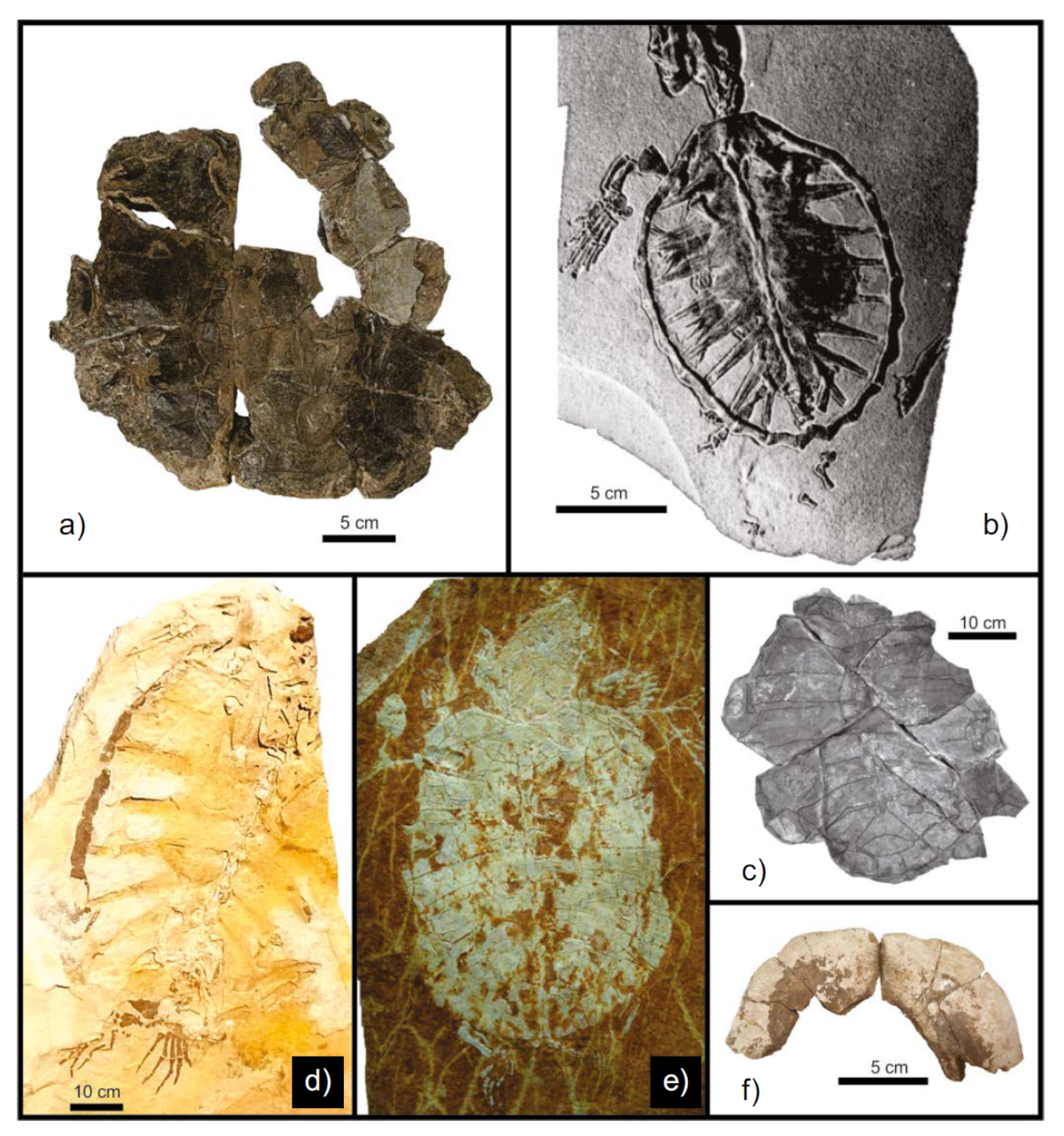The fossil record of turtles and tortoises (Testudines) of Mexico ...