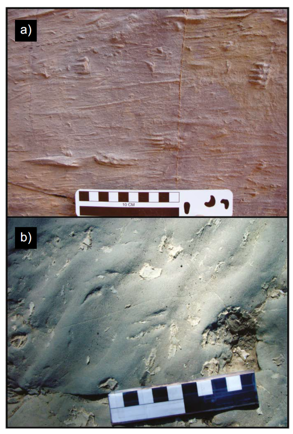 The fossil record of turtles and tortoises (Testudines) of Mexico ...