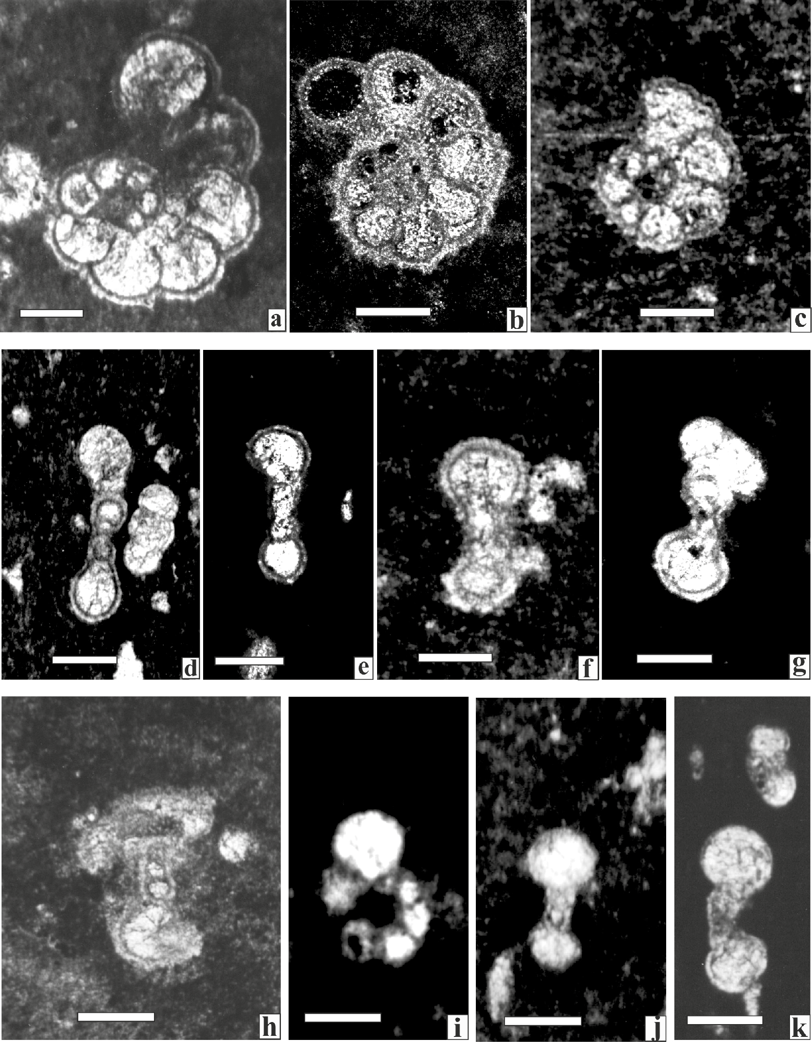A late Aptian planktic foraminiferal assemblage and pyrite framboids ...