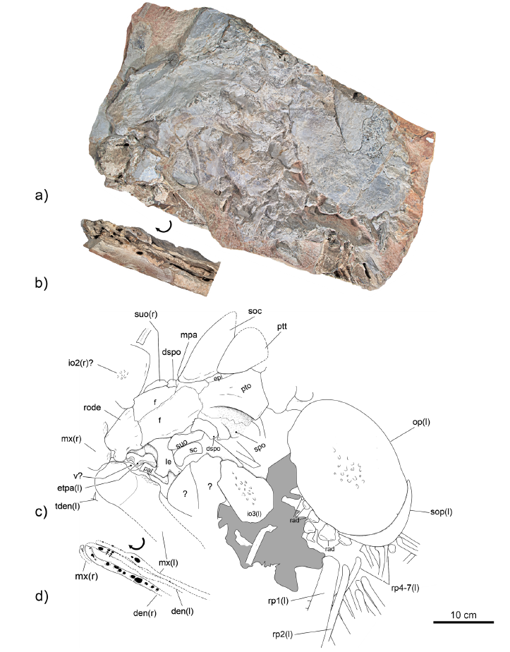 On the presence of Xiphactinus (Teleostei, Ichthyodectiformes) in the ...