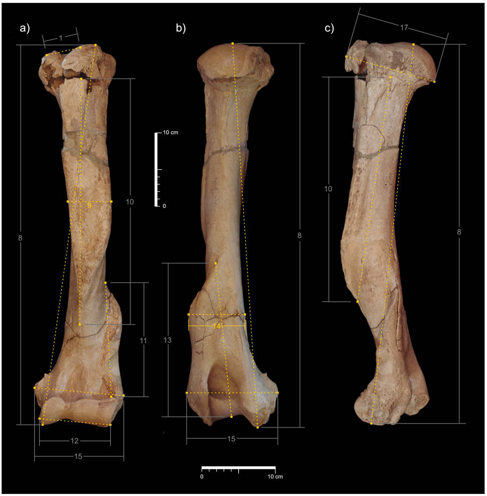 First record of a complete humerus of Agriotherium (mammalia-ursidae ...