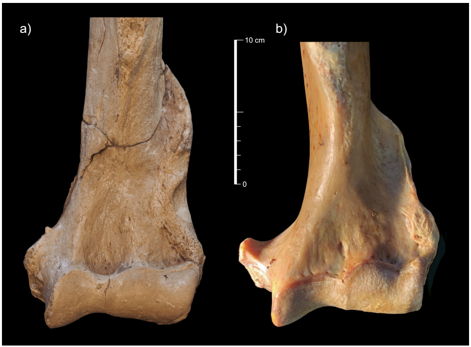First record of a complete humerus of Agriotherium (mammalia-ursidae ...