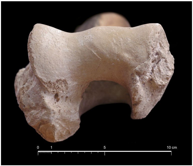 First record of a complete humerus of Agriotherium (mammalia-ursidae ...