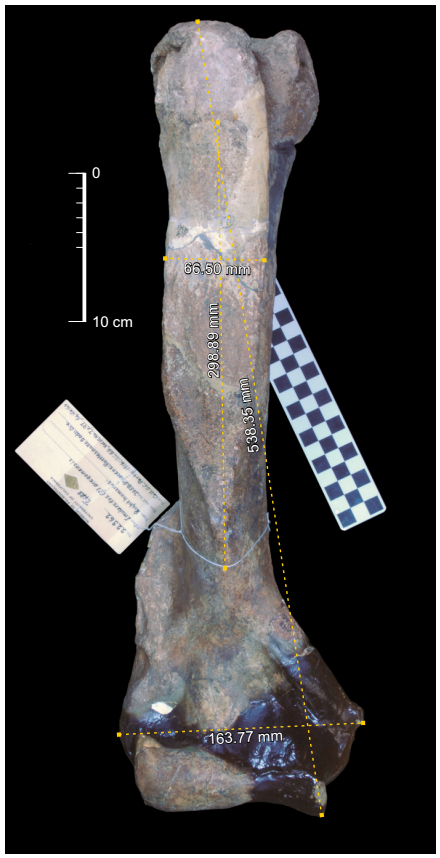 First record of a complete humerus of Agriotherium (mammalia-ursidae ...