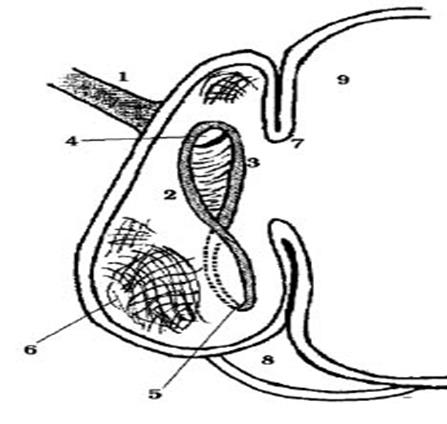 Anatomy, physiology, manipulation and veterinary applications of the ...