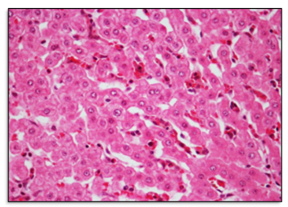 Preliminary study of ivermectin residues in bovine livers in the Bogota ...