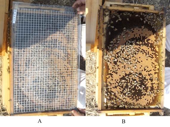 Efecto del tamaño interno de la colmena en la producción de cría, miel ...