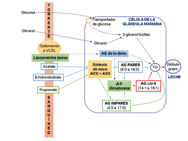 Origen metabólico y propiedades bioactivas de ácidos grasos ramificados ...