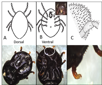 Distribución corporal de garrapatas (Acari: Ixodidae y Argasidae ...