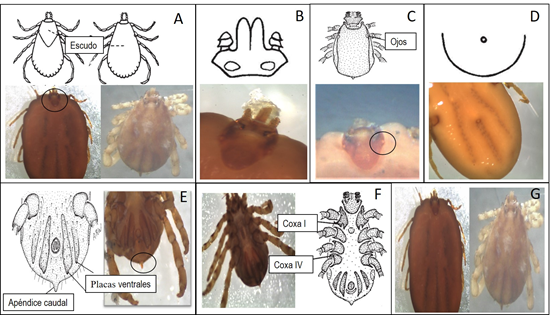 Distribución corporal de garrapatas (Acari: Ixodidae y Argasidae ...