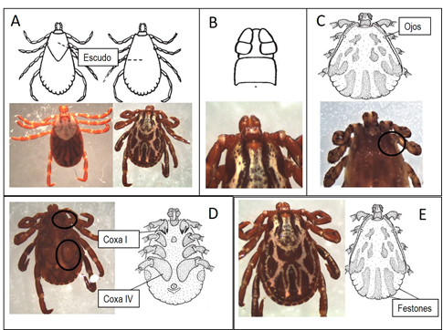 Distribución corporal de garrapatas (Acari: Ixodidae y Argasidae ...