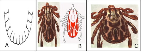 Distribución corporal de garrapatas (Acari: Ixodidae y Argasidae ...