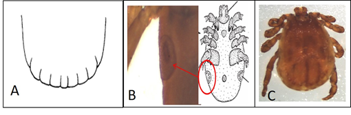 Distribución corporal de garrapatas (Acari: Ixodidae y Argasidae ...