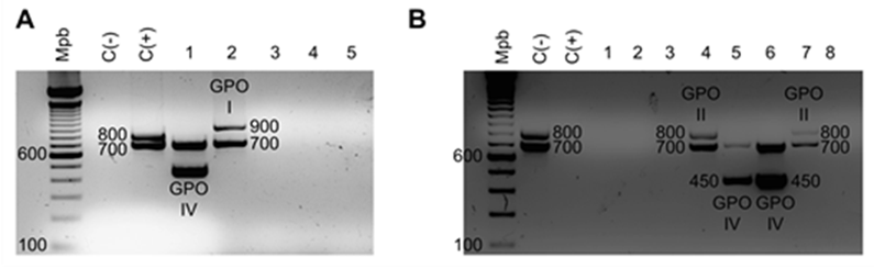 Molecular prediction of serotypes of Streptococcus suis isolated from ...