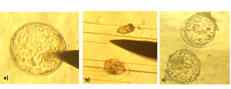 Demi-embryo reconstitution, a factor to consider for the success of ...
