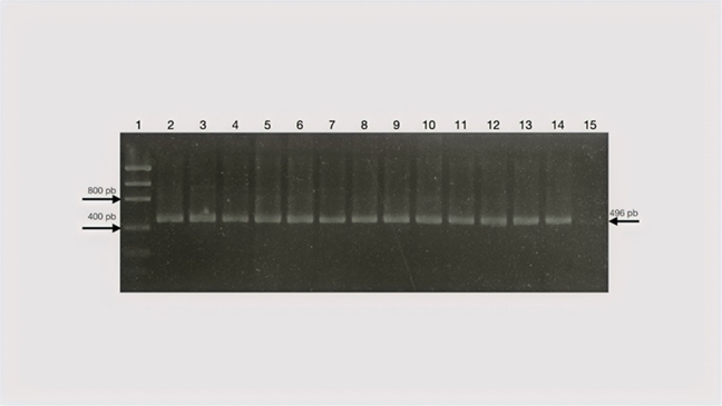 Detección molecular de un fragmento del virus de lengua azul en ...
