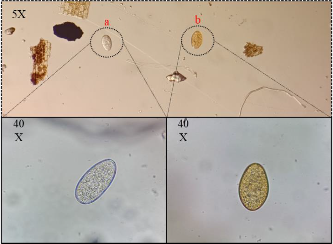 Prevalencia de Fasciola hepatica y Calicophoron spp. en vacunos de ...