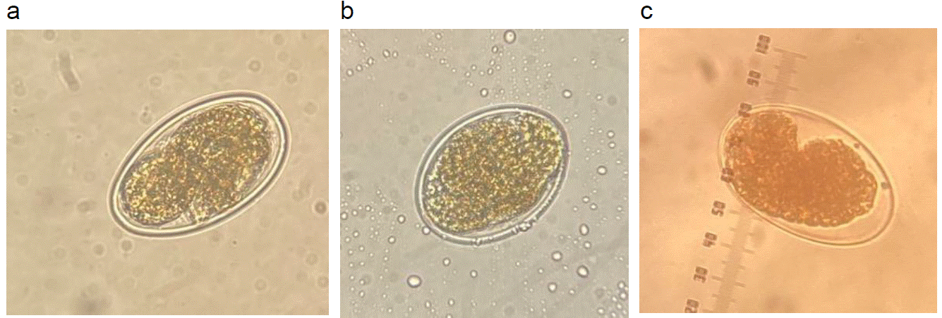 Evaluación antihelmíntica in vitro de curcumina contra huevos y larvas ...