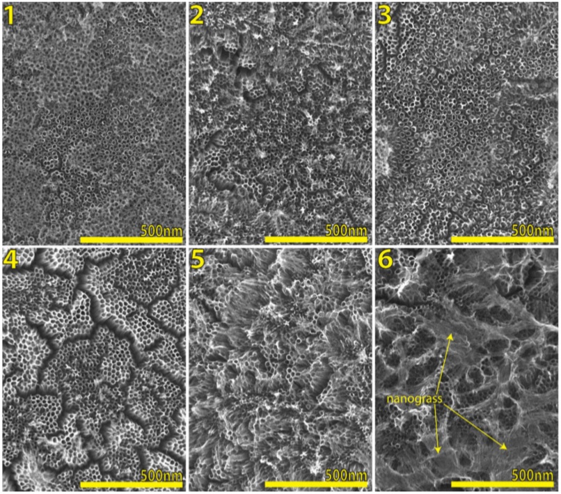 Growth of a TiO2 nanotubular layer without presence of nanograss in a ...