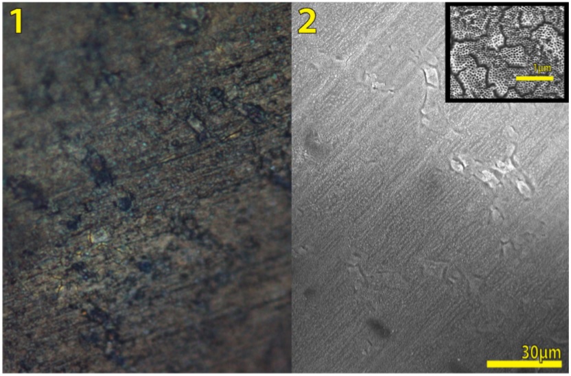 Growth of a TiO2 nanotubular layer without presence of nanograss in a ...