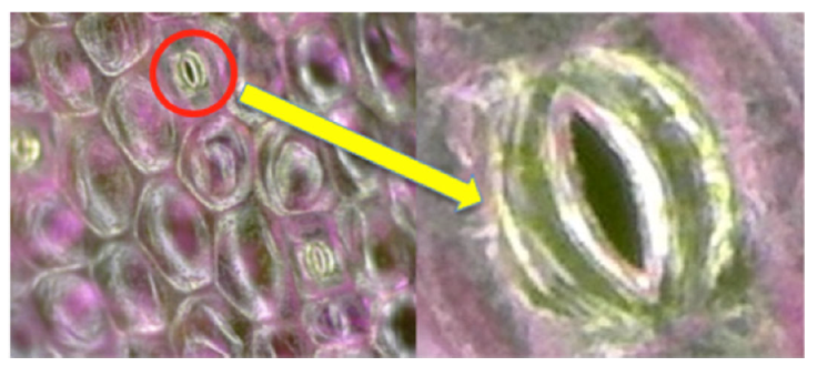 The effect of sound vibration towards the stomata pore area via edge ...