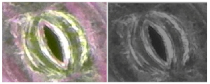 The effect of sound vibration towards the stomata pore area via edge ...