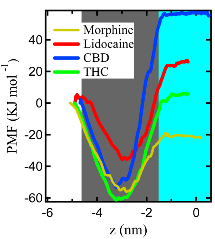 Molecular dynamics simulations of CBD and THC with a DPPC/DPPG ...