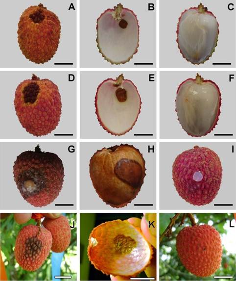 Antracnosis (Colletotrichum gloeosporioides Penz.) del fruto de litchi ...
