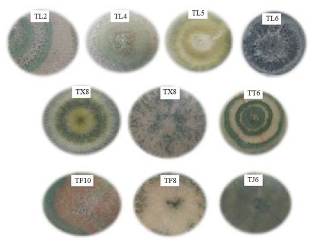 Caracterización morfológica y molecular de cepas nativas de Trichoderma ...