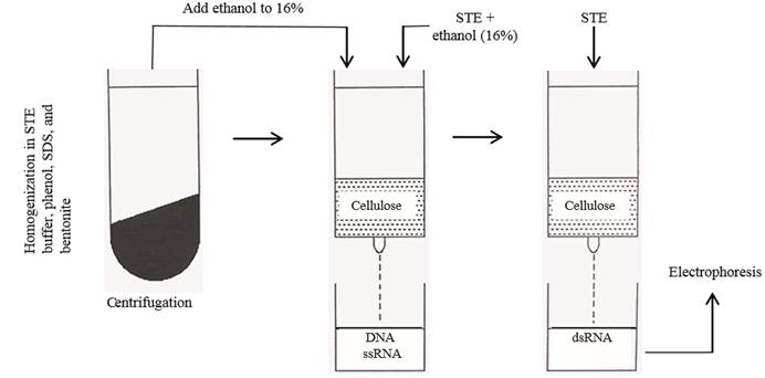 Extraction and purification of large dsRNAs from virus-infected plants ...