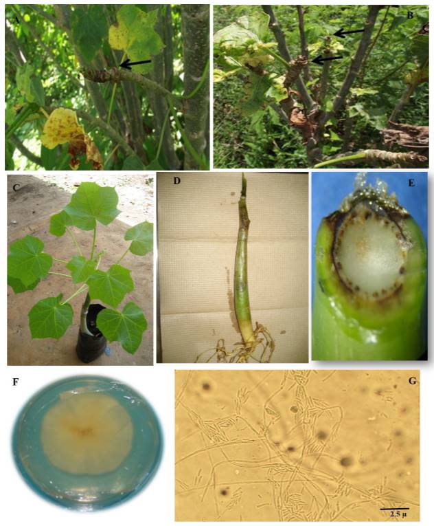 Primer registro de Fusarium solani y F. equiseti en plantaciones de ...
