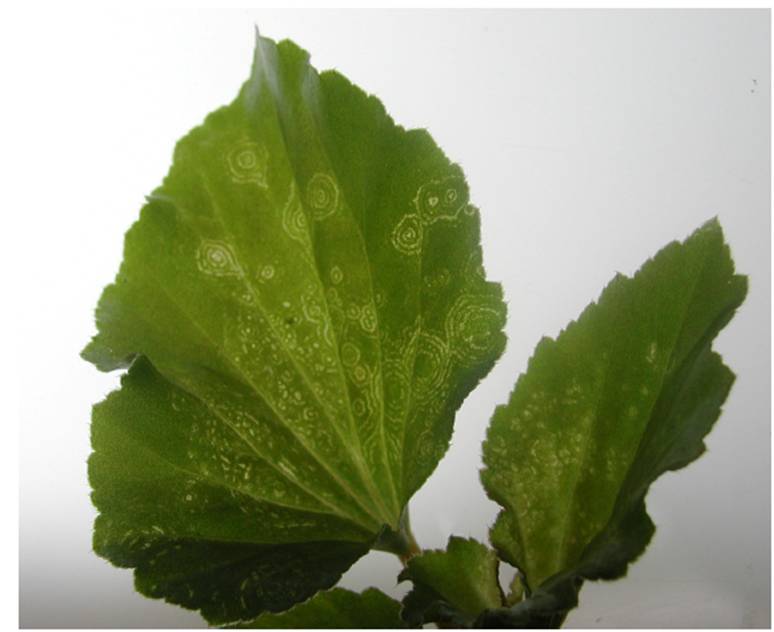 Evolución de técnicas de diagnóstico de virus fitopatógenos