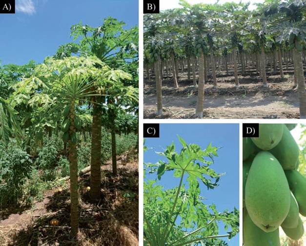 Presencia de Papaya ringspot virus (PRSV) en arvenses asociadas a ...