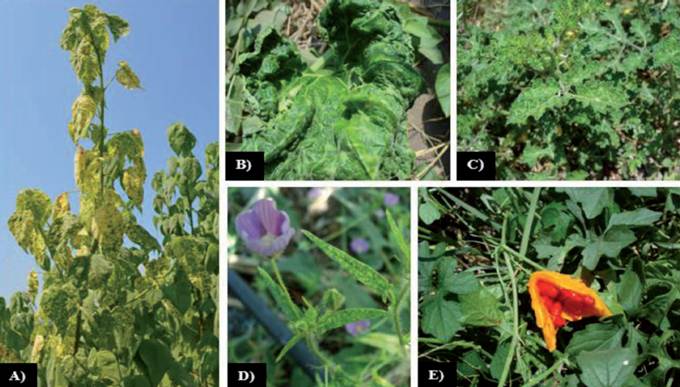 Presencia de Papaya ringspot virus (PRSV) en arvenses asociadas a ...